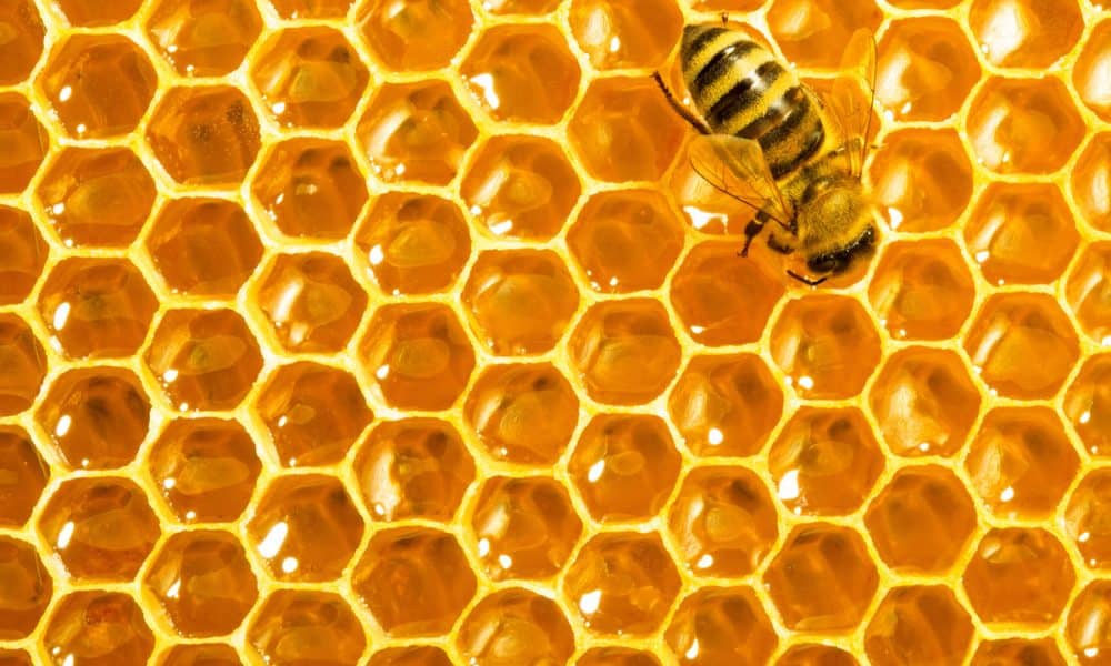 Das Bauprinzip Bienenwabe – Blütenpollen – natürliche Urkraft.
